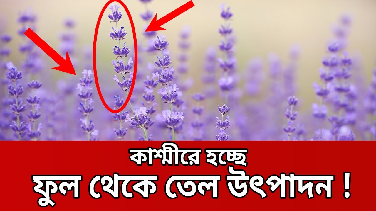 কাশ্মীরে ফুল থেকে তেল উৎপাদন হচ্ছে ! | Lavender Flower | Kashmir ...