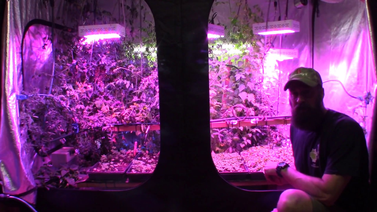 Grow tent vegetables update - YouTube