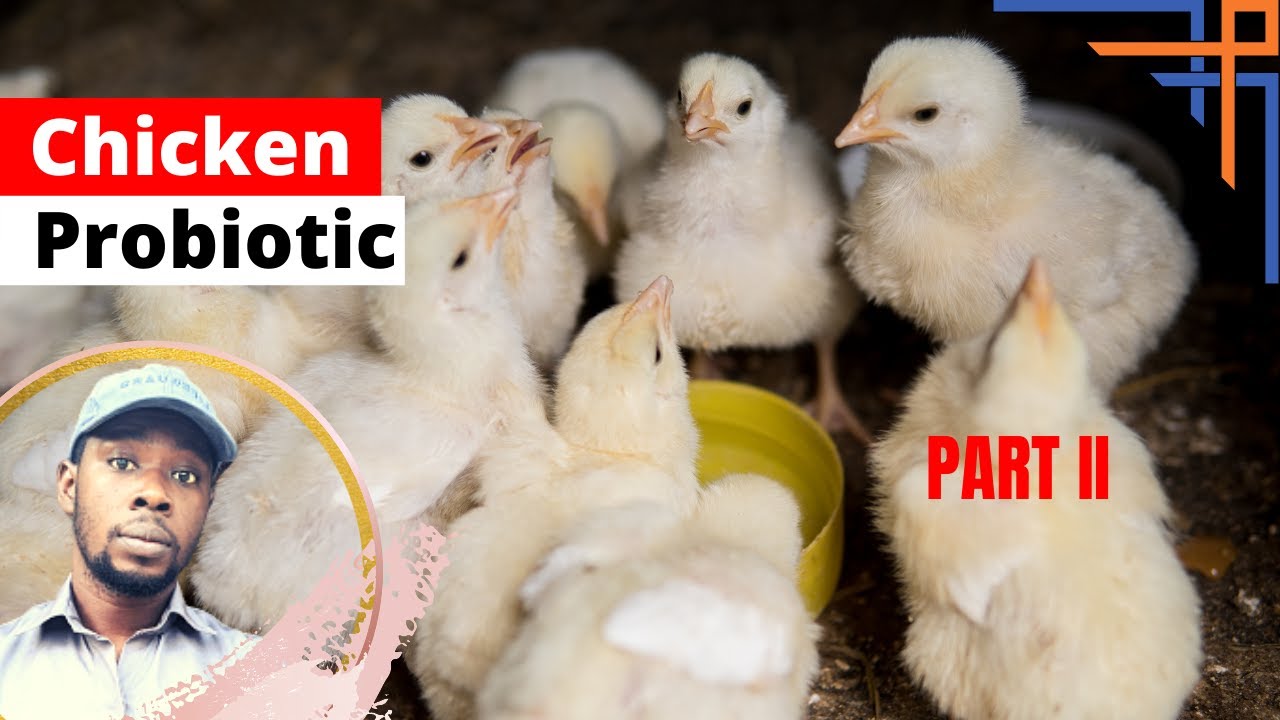 How to Make Chicken Probiotics LACTOBACILLUS (LAB) Without Milk - PART ...