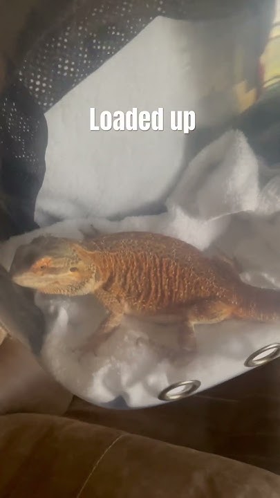 He was so chill #beardeddragon #reptiles #coffee #shorts #viralshorts #pets #outing #lizard ...