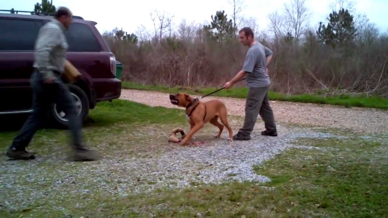 Working Mastiff - Hooch - YouTube