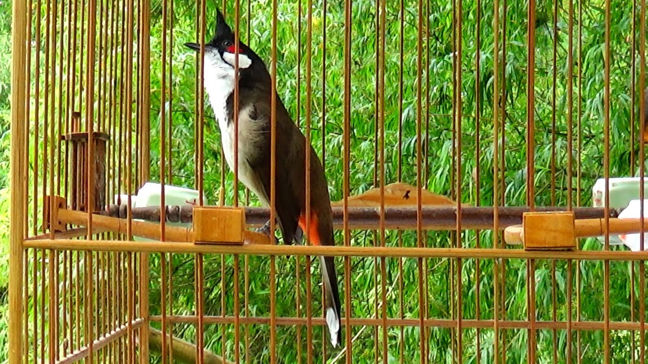 luyện giọng cho chào mào hót hay - Giọng kép xoắn dài | Cách luyện chào ...