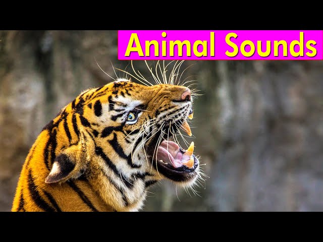 Learing about jungle animals general…: English ESL video lessons