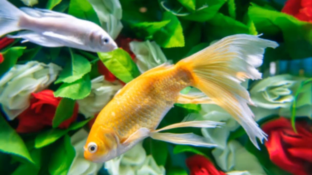 Put The Fish In The Tank, Baby Cute Animals Video, DIY Aquarium ...