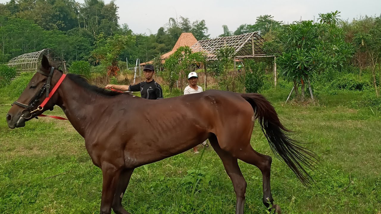 Melatih Kuda di Kandangan Stable Sleman - YouTube
