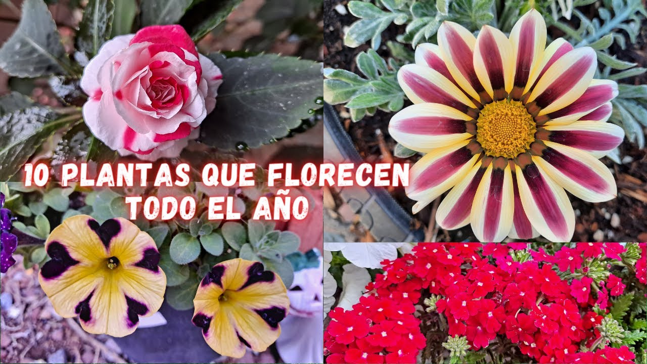 10 PLANTAS que FLORECEN TODO EL AÑO y NO Necesitan de Muchos CUIDADOS ...