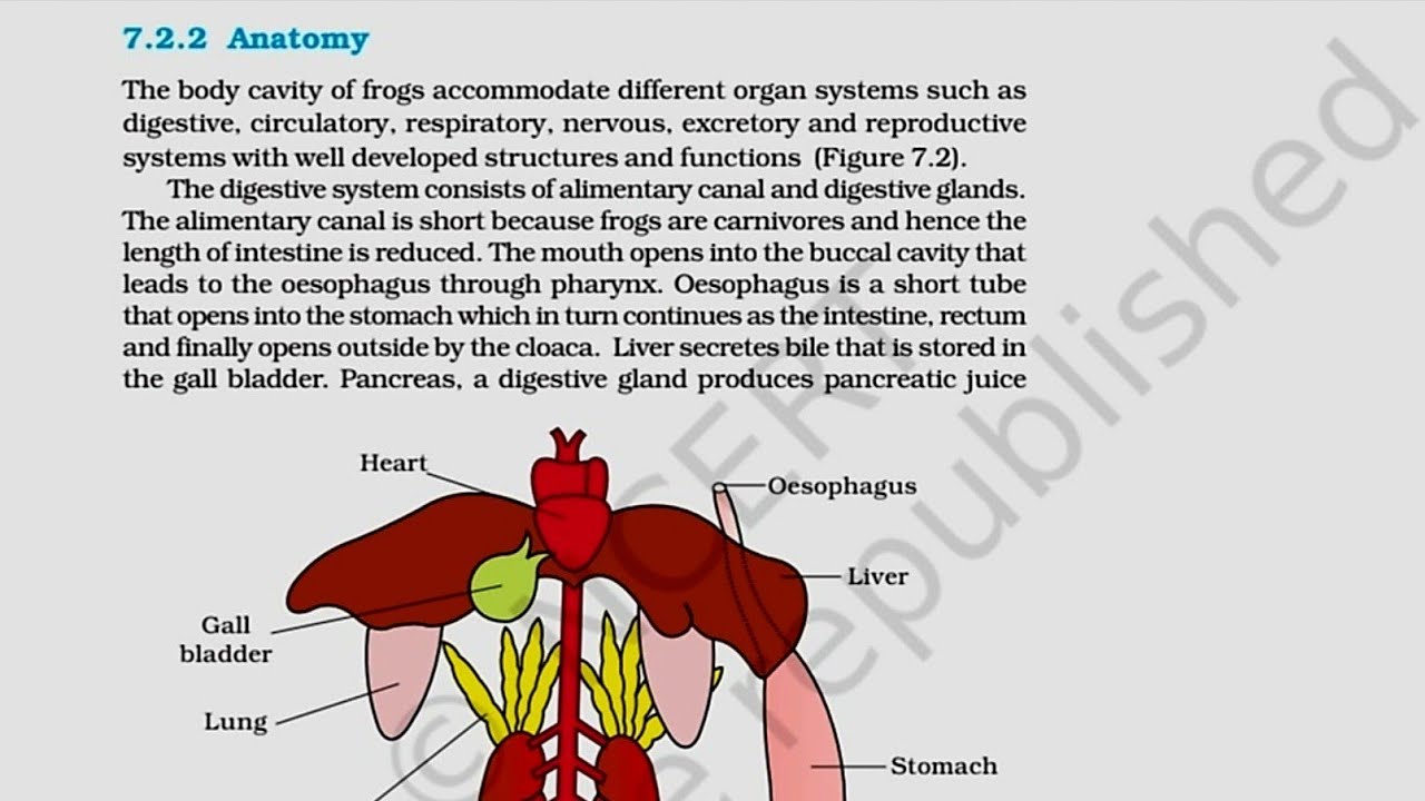 STRUCTURAL ORGANIZATION IN ANIMALS||CH07 || NCERT || PART.02||BILOGY ...