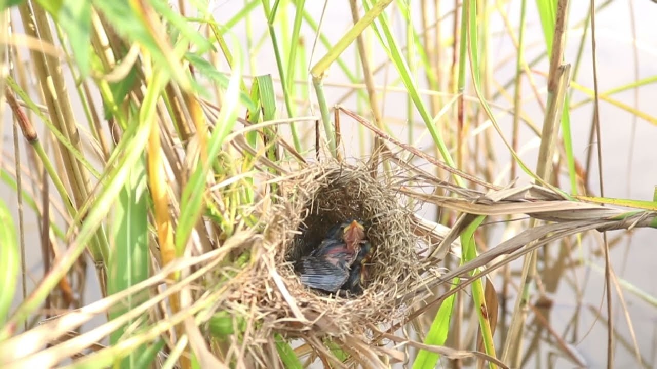 Amazing of Lake - Wild Nesting Cuckoo Baby Chaos! - YouTube