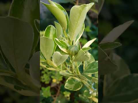limão imperial 🍋 imperial lemon #shorts #nature - YouTube