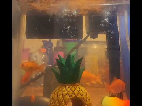 The Secret Lives Of Fish - Flamenco Dancers #goldfish #fishlovers # ...