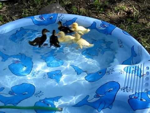 Ducklings in the pool (Rouen and Pekin ducks) - YouTube