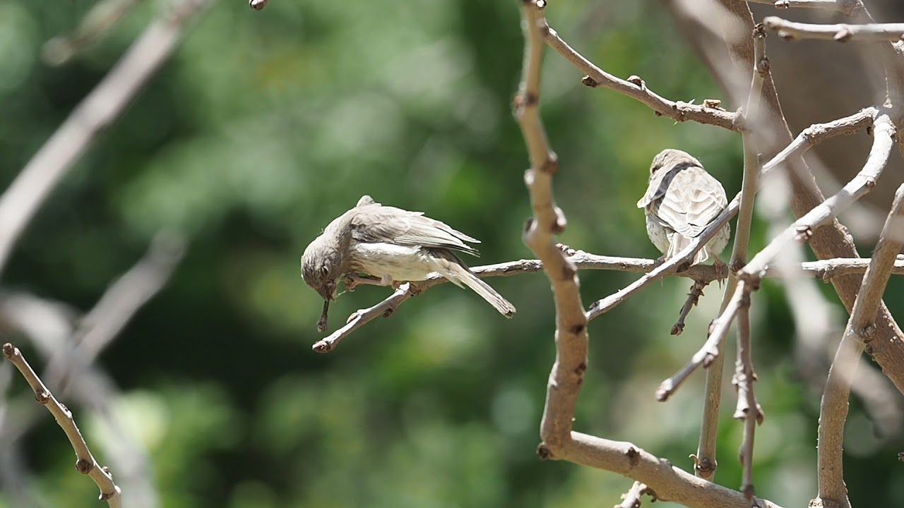 Arabian serin, Serinus rothschildi - YouTube