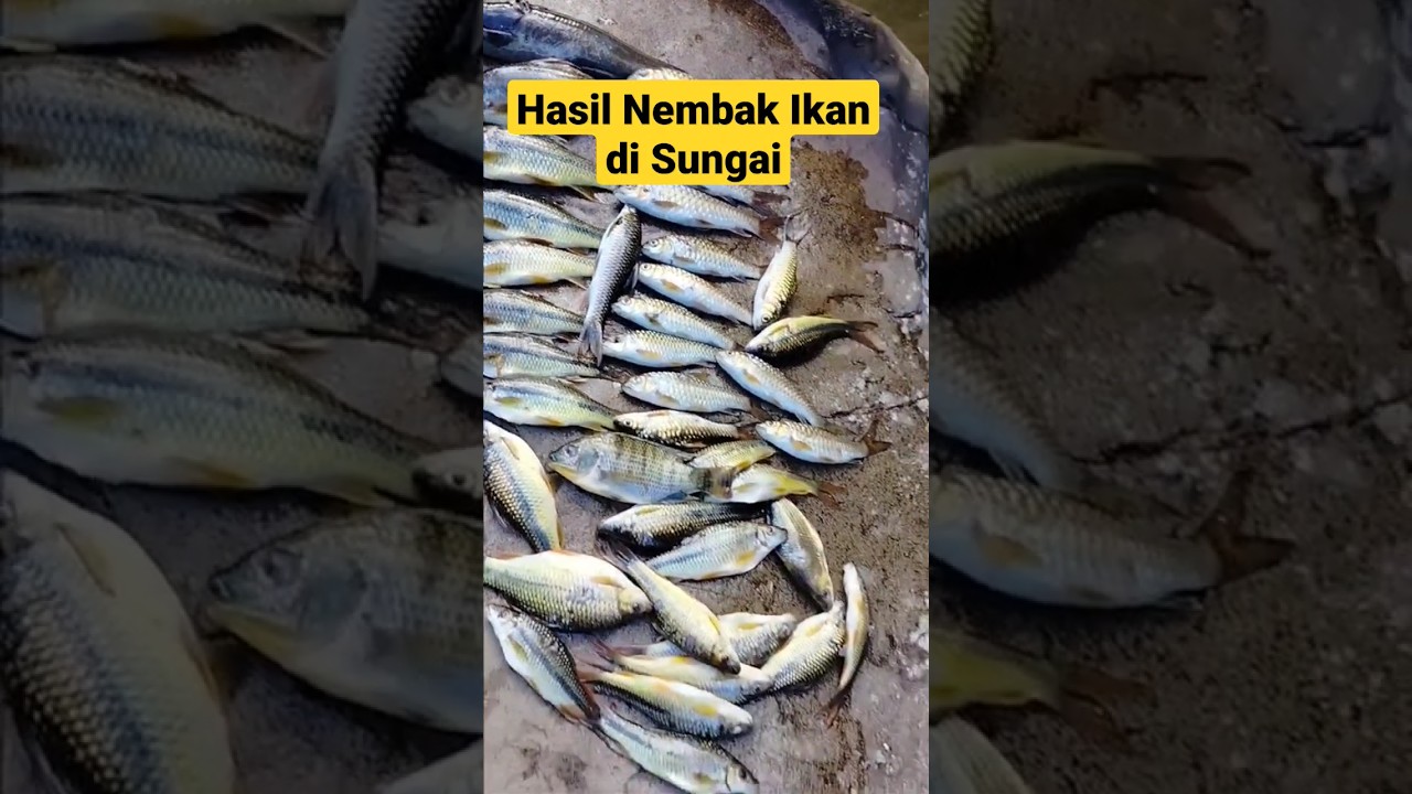 Hasil Nembak Ikan di Sungai - YouTube