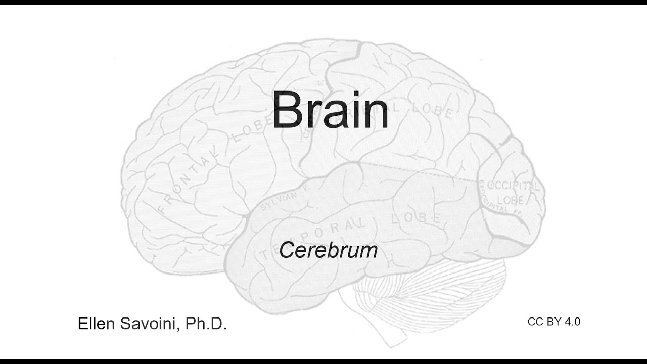 Brain part 2 (BIO 201 Human Anatomy & Physiology I) - YouTube