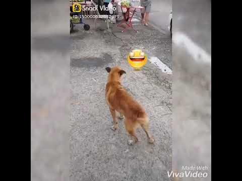 Xạo chó là có thật - YouTube