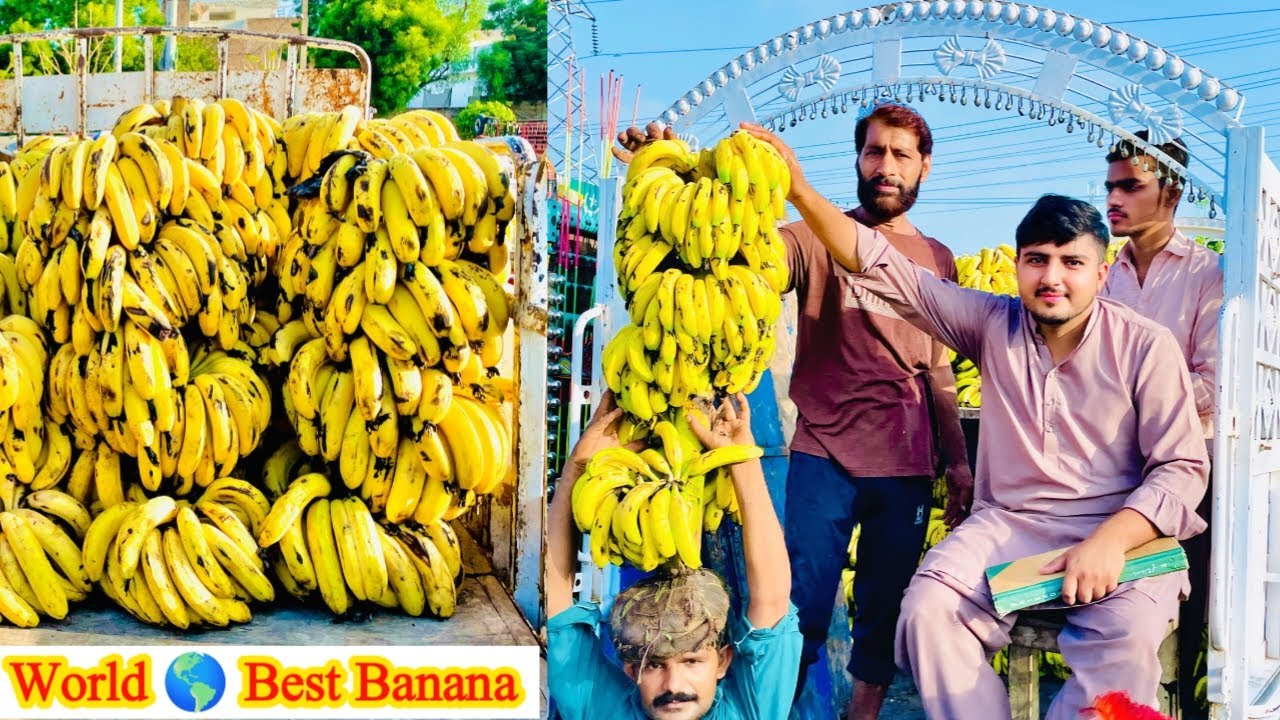 Banana 🍌 biding today fruit mandi Hasilpur | Today Sindhi Banana price ...