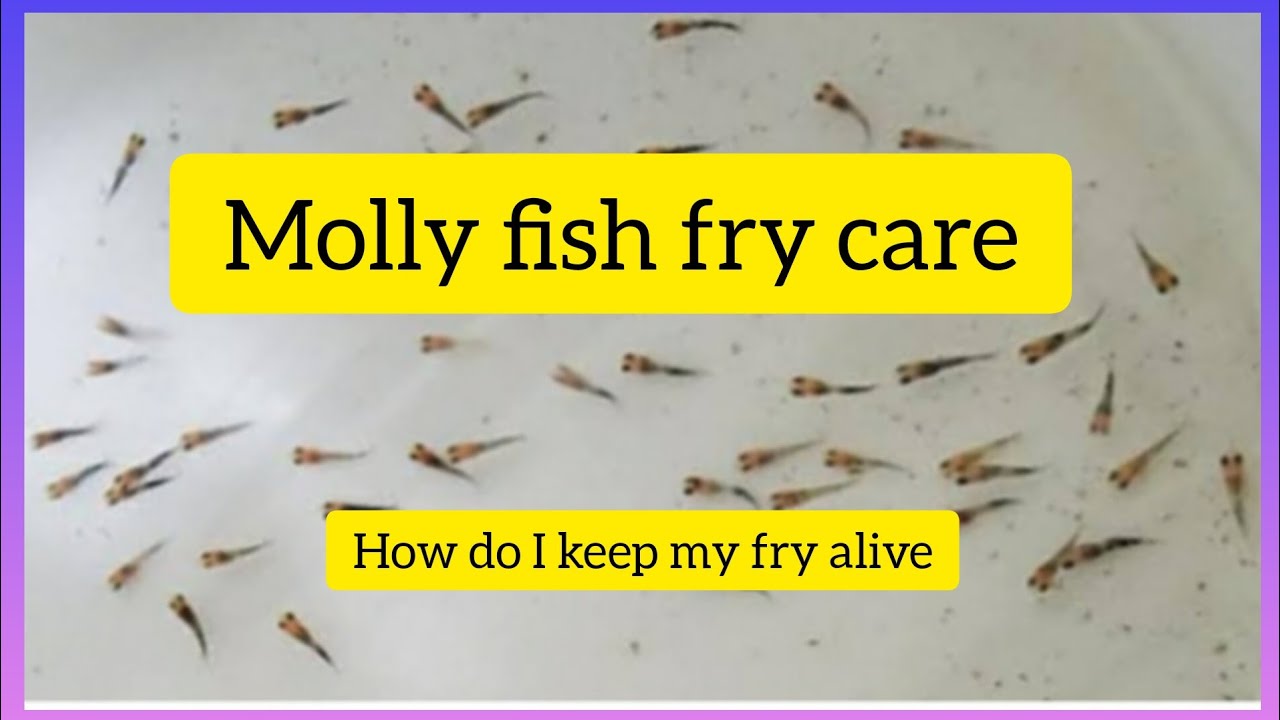 Molly Fish fry care tamil 🐠| Molly fry grow fast? |மோலி மீன் குட்டி ...