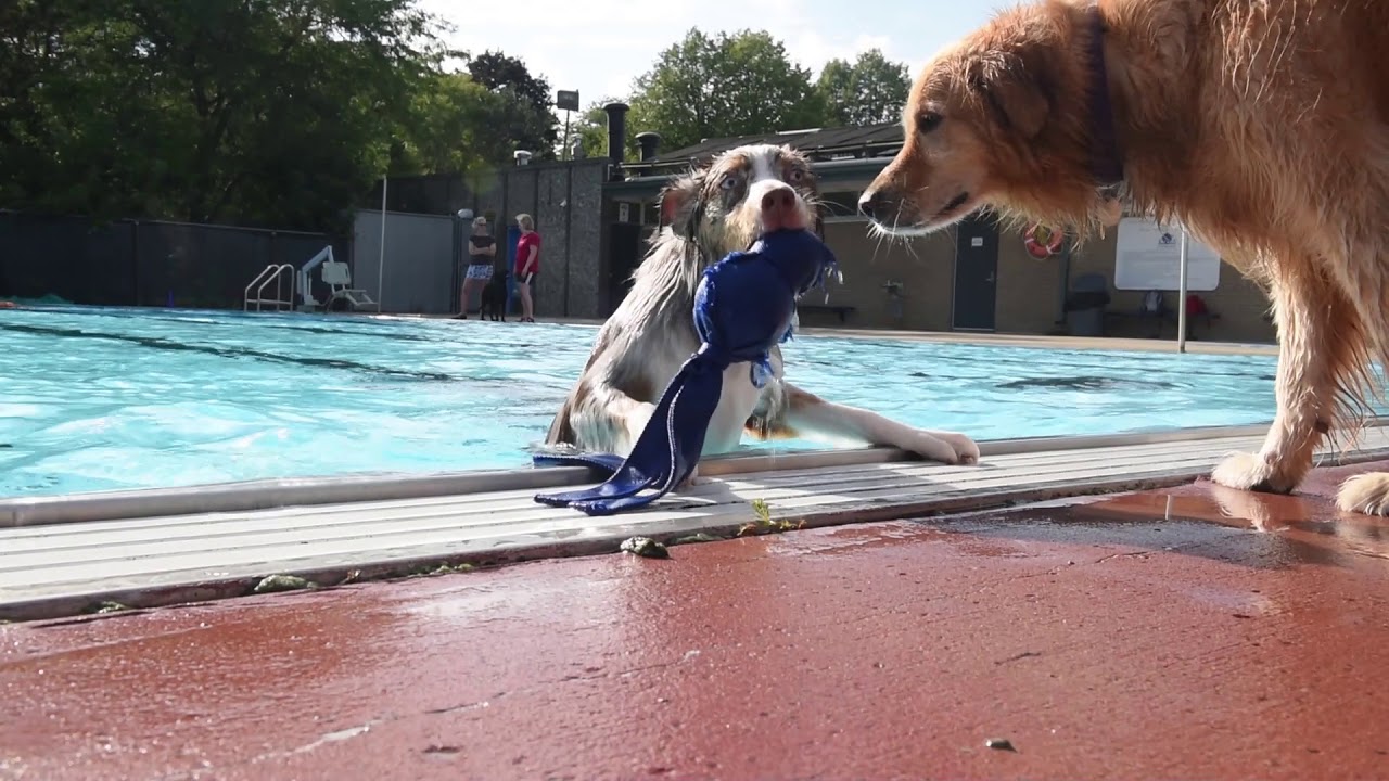 Dogs make a splash at the Buhr Park swimming pool - YouTube