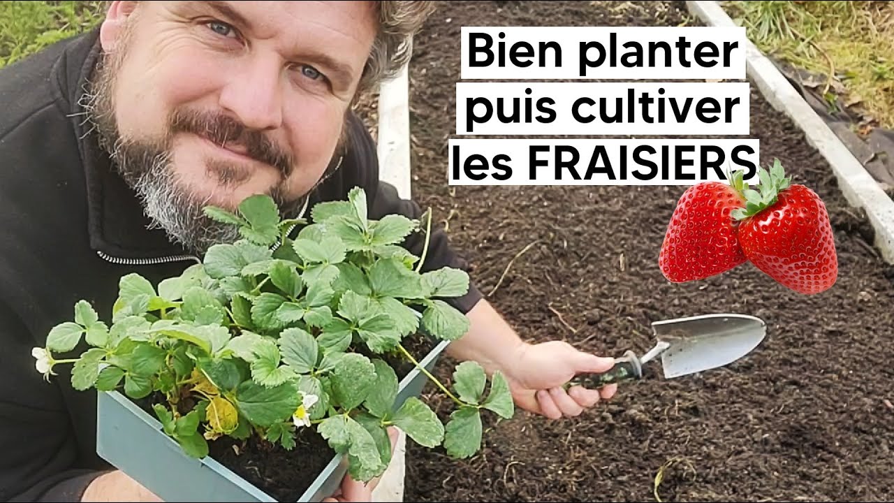 Comment bien planter puis cultiver les fraisiers 🍓『TUTO』 - YouTube