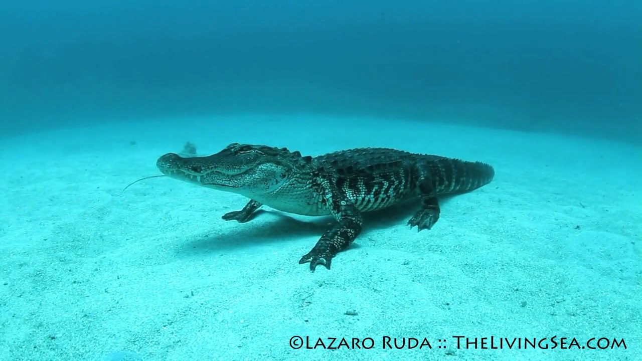 Scuba Diver Encounters Alligator in the Ocean - YouTube