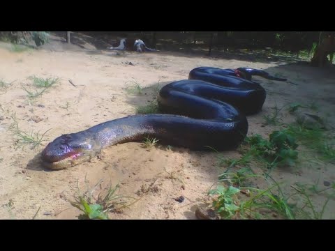 Top 10 Biggest snakes in the world - YouTube
