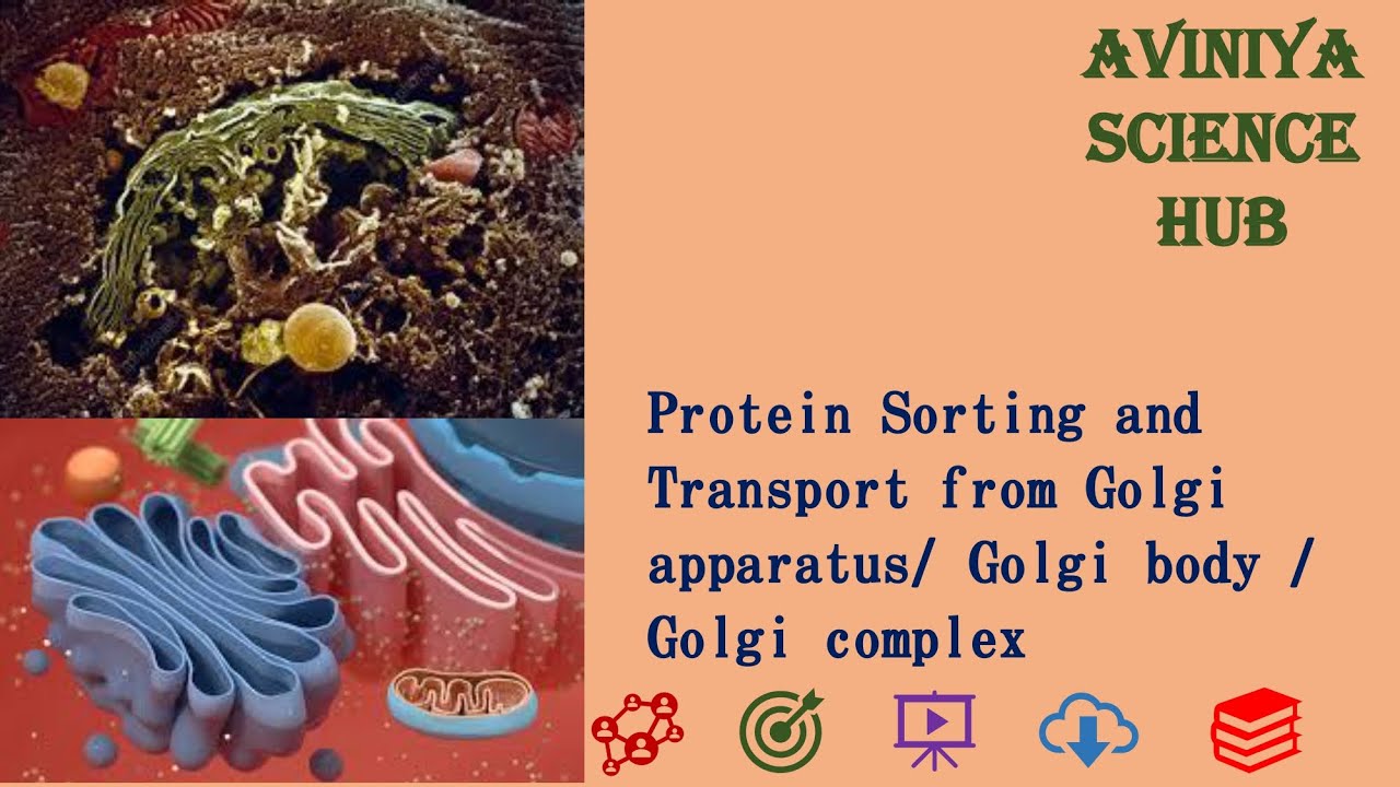 Protein sorting and export from Golgi body/Golgi complex/ Golgi ...