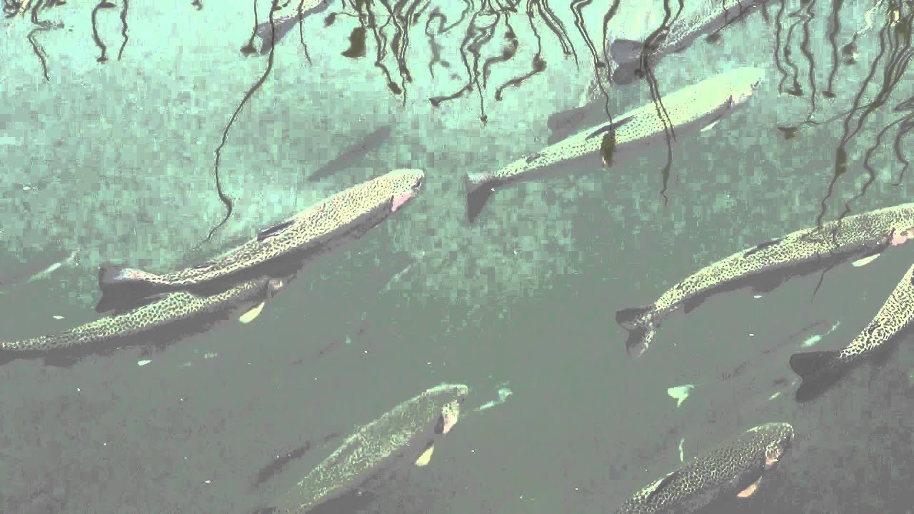 Cultivo de truchas arcoiris en las islas flotantes UROS (etnia Aimara ...