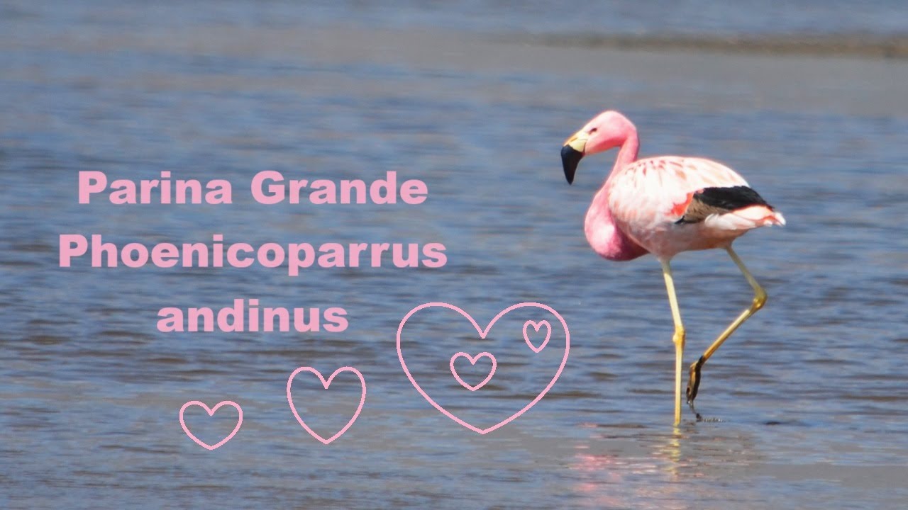 🦩FLAMENCO🦩PARINA🦩 Grande/Phoenicoparrus andinus/ AVE FLAMENCO! LAGUNA ...