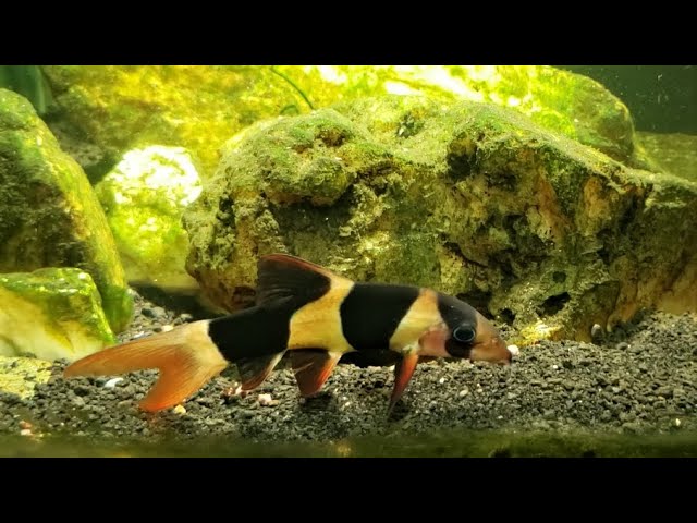 Great Tank Mates For Rope Fish: Compatibility Guide 2023, 49% OFF