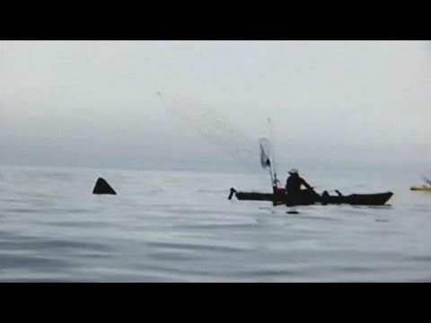 Surprise Shark While Fishing! - YouTube