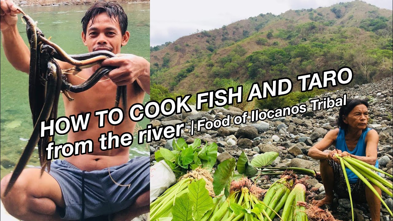 Province life in ILOCOS NORTE PHILIPPINES | fishing and getting taro ...