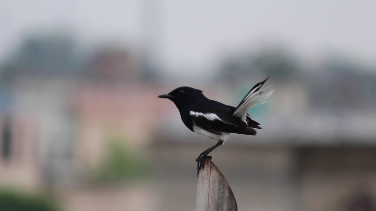 Magpie Robin Singing/chirping - YouTube