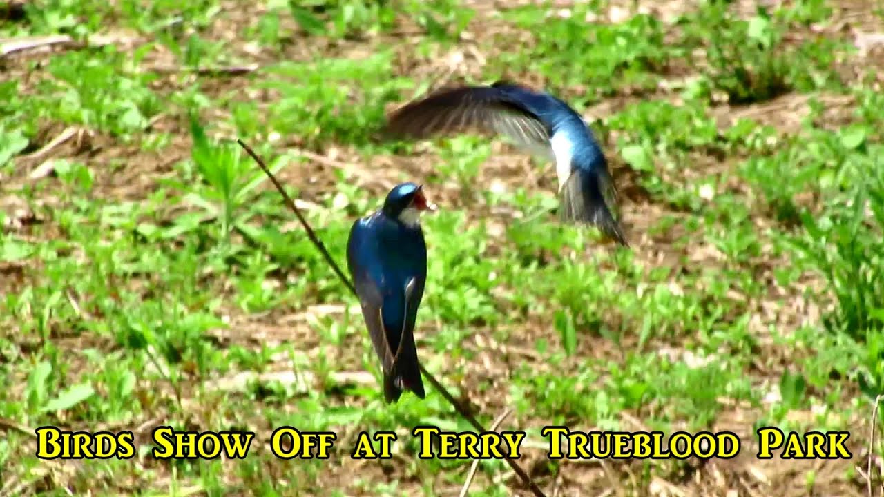 Birds Show Off at Terry Trueblood Park - YouTube