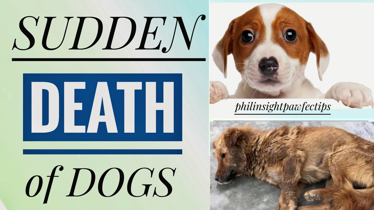 Sudden DEATH of Dogs #pets #dog #petlover - YouTube