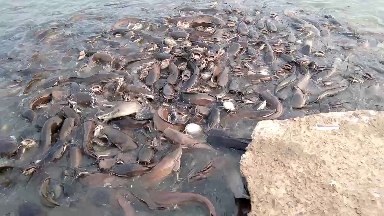 Fish in rapar naGasar talav - YouTube