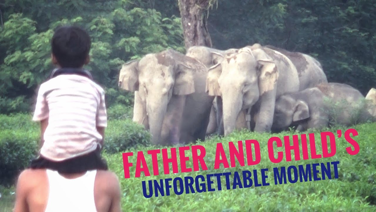 Father and Child’s Unforgettable Moment with a Wild Elephant - YouTube