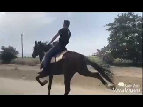 Azerbaijanin en suretli ati MasAllah. Genceli Mubinin Ati.