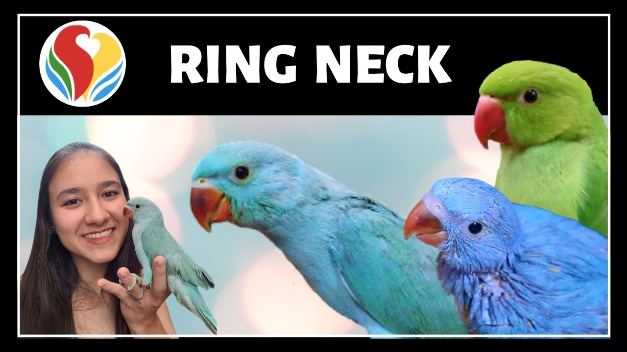 TUDO SOBRE RING NECK - YouTube