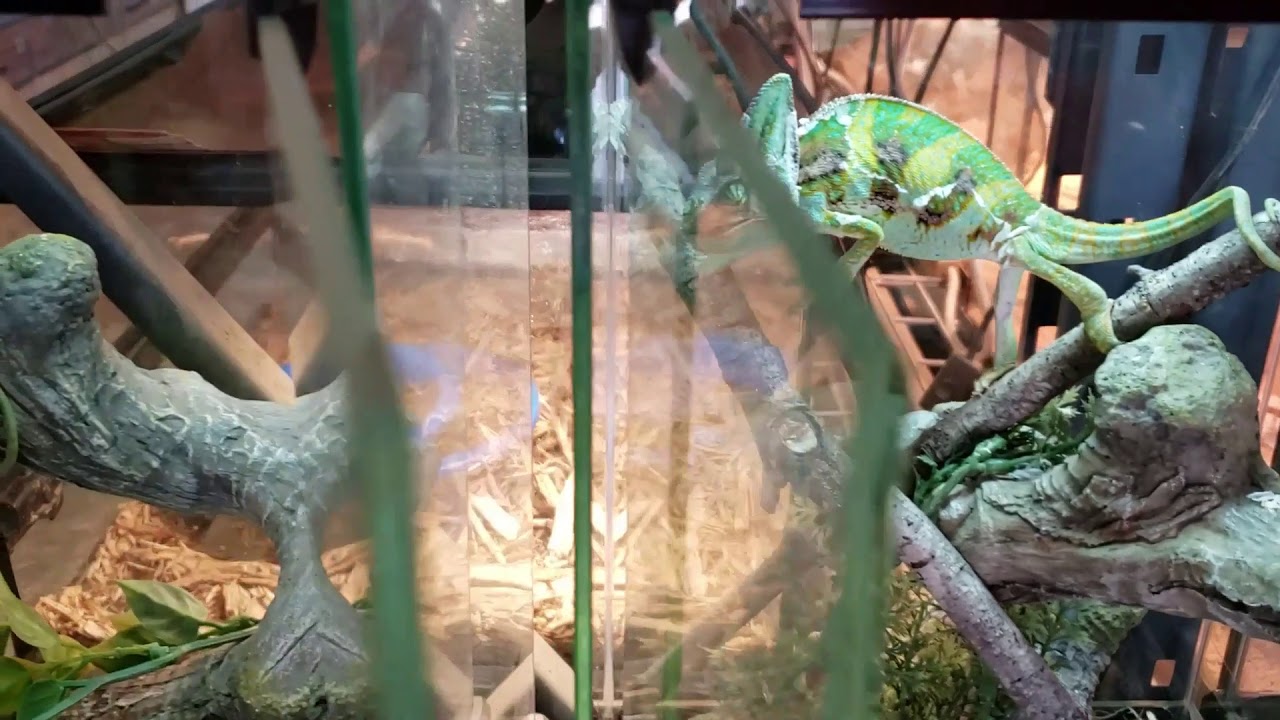 Veiled chameleon eating and drinking, hand feeding - YouTube