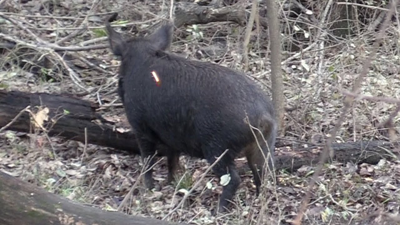 Self filmed pig bow hunting - YouTube