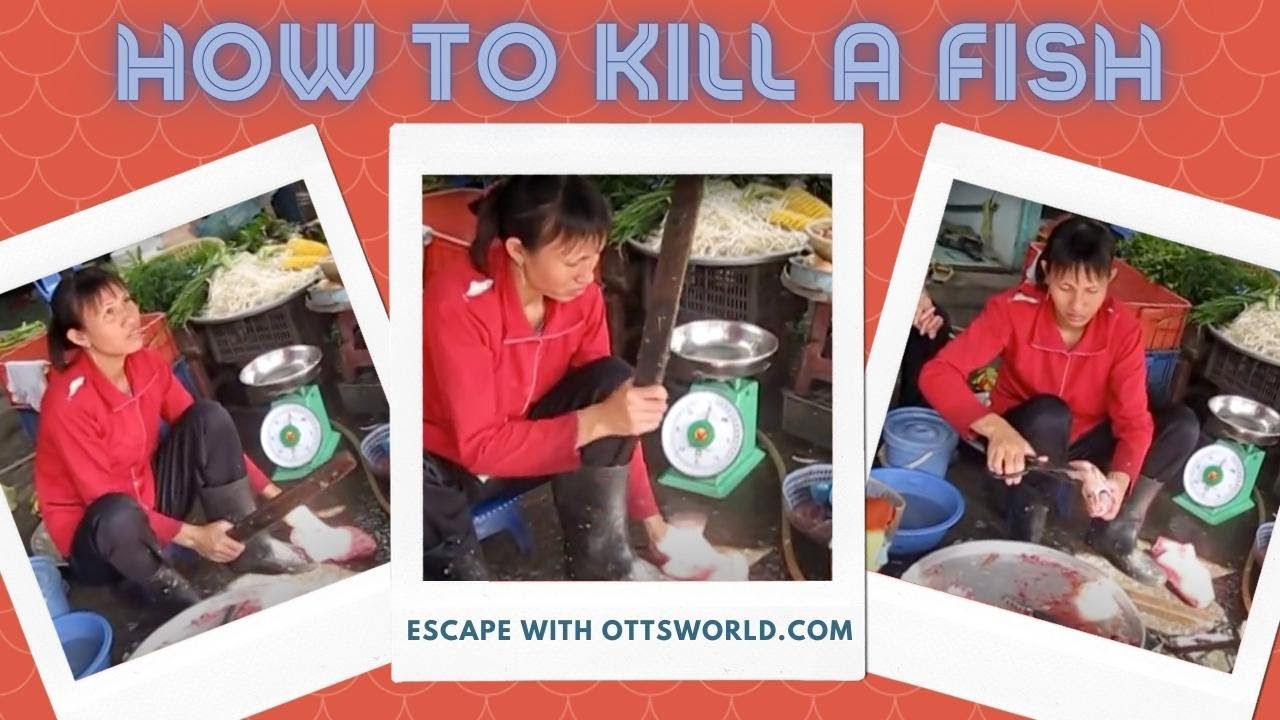 How to kill a fish - YouTube