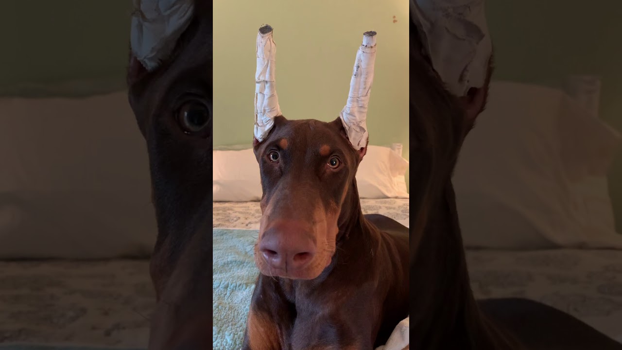 Teaching a Doberman Puppy How to Whisper - The Sandhills, North ...