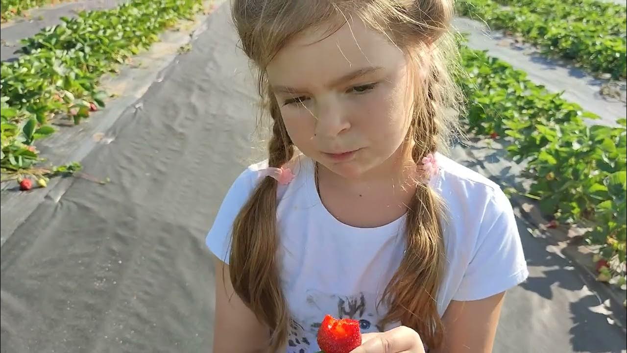 Клубника #Вивара - сорт нейтрального светового дня. Кусты-первогодки # ...