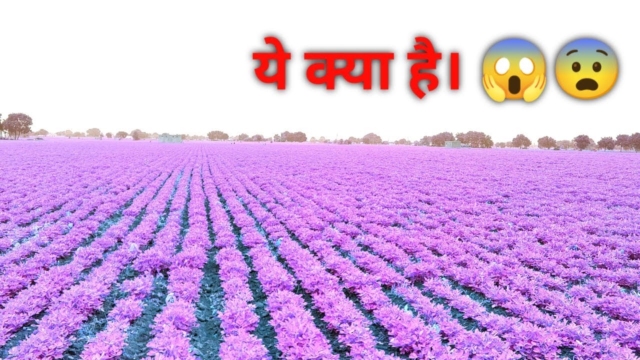 Rajkot Veraval Farming || Mumfali Ki Kheti Kesi Hoti He || Hindi Volg ...
