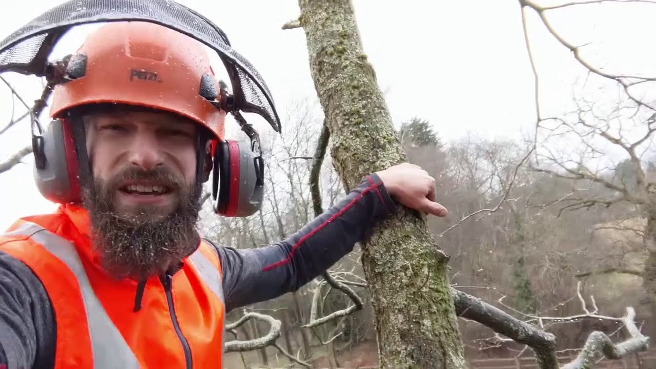 [subcontracting Tree Climber] - A week in the life of a tree surgeon ...