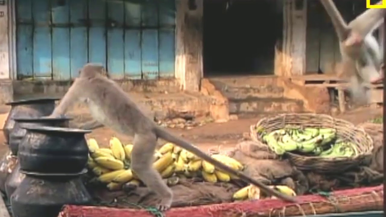 How the monkey steals, how the monkey eats food, the monkeys of Mathura ...