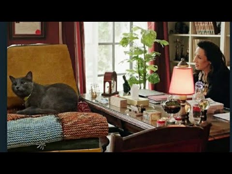 Meğer ne çok şey yaşamışsın sen | Hayatına Miyavlamışlar :) Kırmızı oda