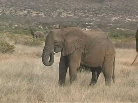 samburu elep 2 - YouTube