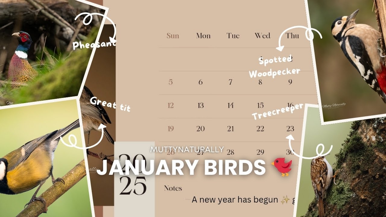 January bird collection! #naturelovers #birds #wildlife #nature # ...