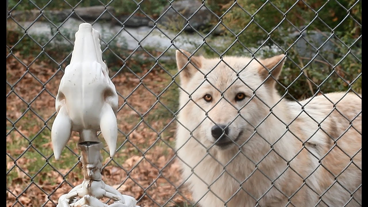 Wolves Meet Spooky Howling Wolf Skeleton - YouTube